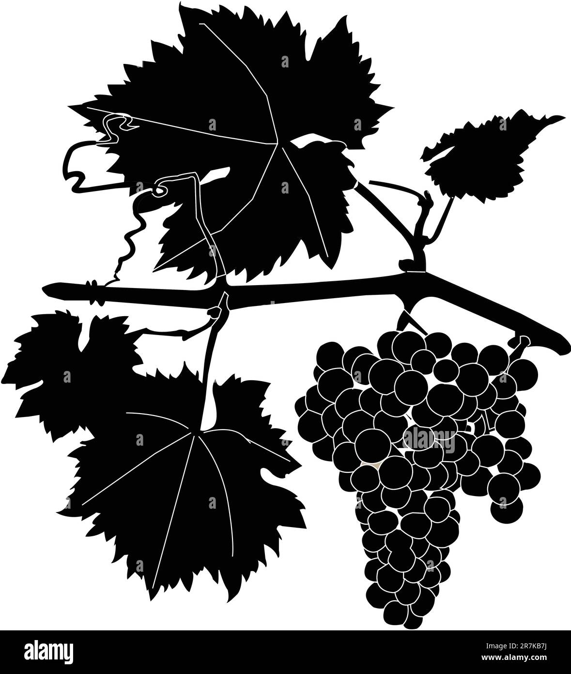 cluster grapes - vector Stock Vector Image & Art - Alamy cluster grapes - vector Stock Vector Image & Art - Alamy