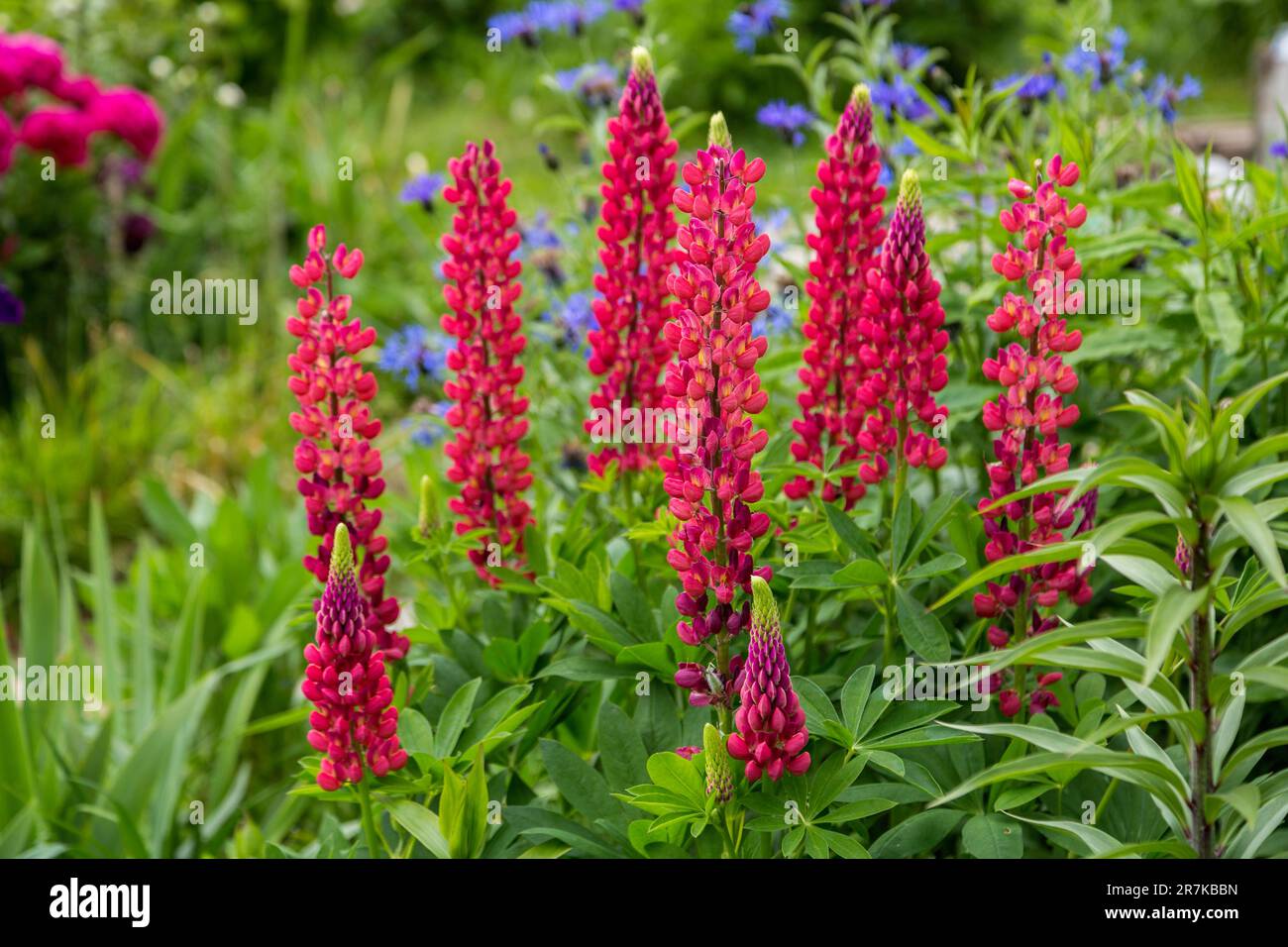 Lupinus russell hybrid hi-res stock photography and images - Alamy