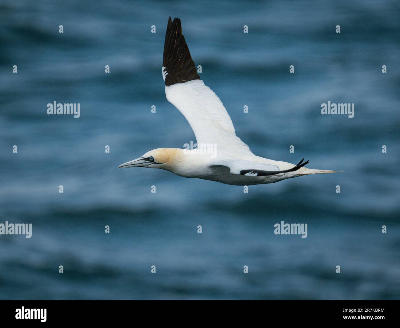 Northern Gannet Flying Across The Atlantic Stock Photo - Alamy