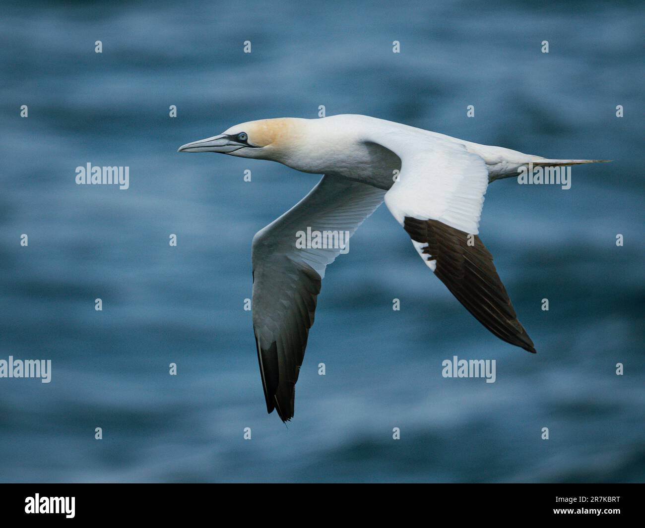 Northern Gannet Flying Across The Atlantic Stock Photo - Alamy