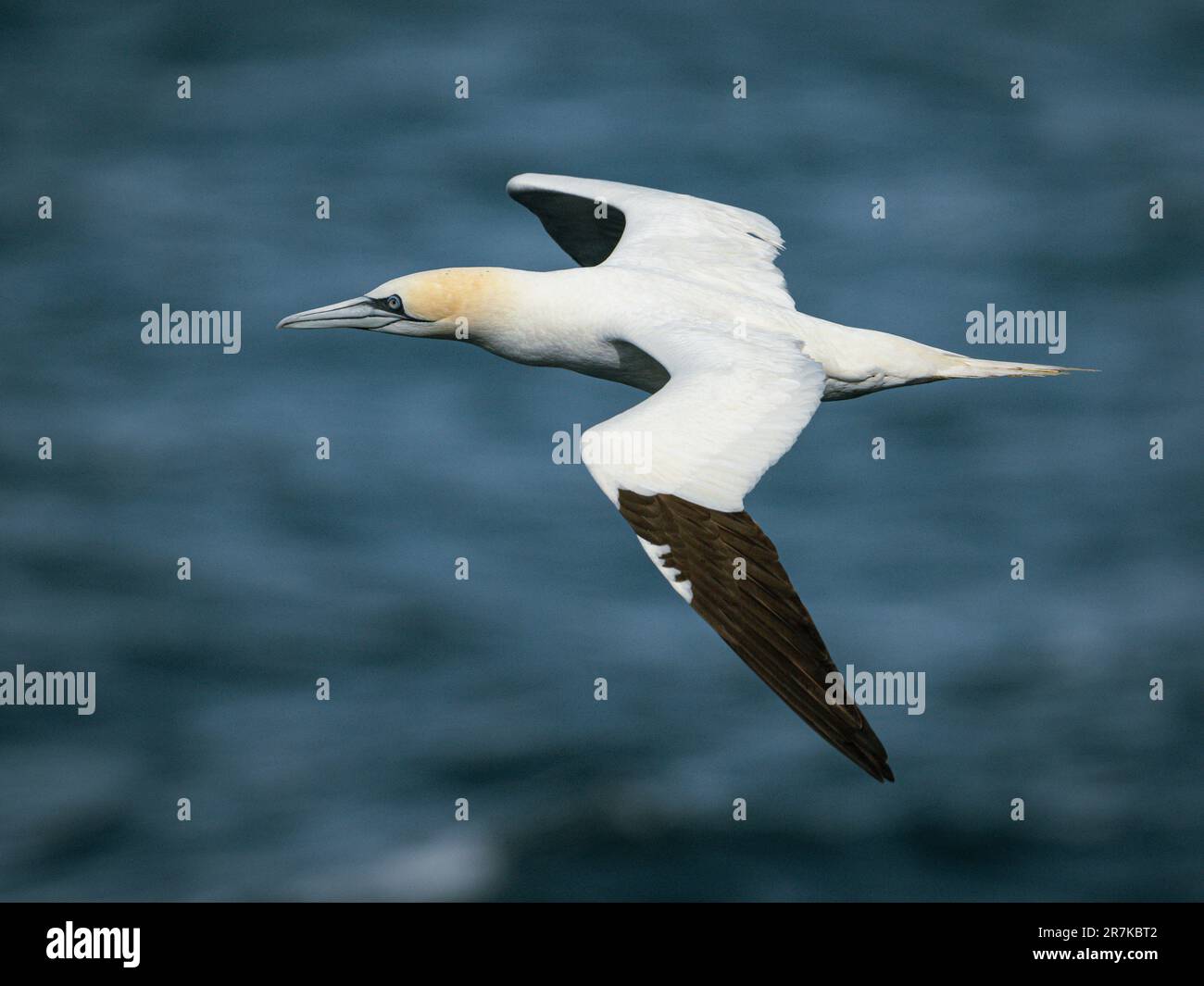 Northern Gannet Flying Across The Atlantic Stock Photo - Alamy