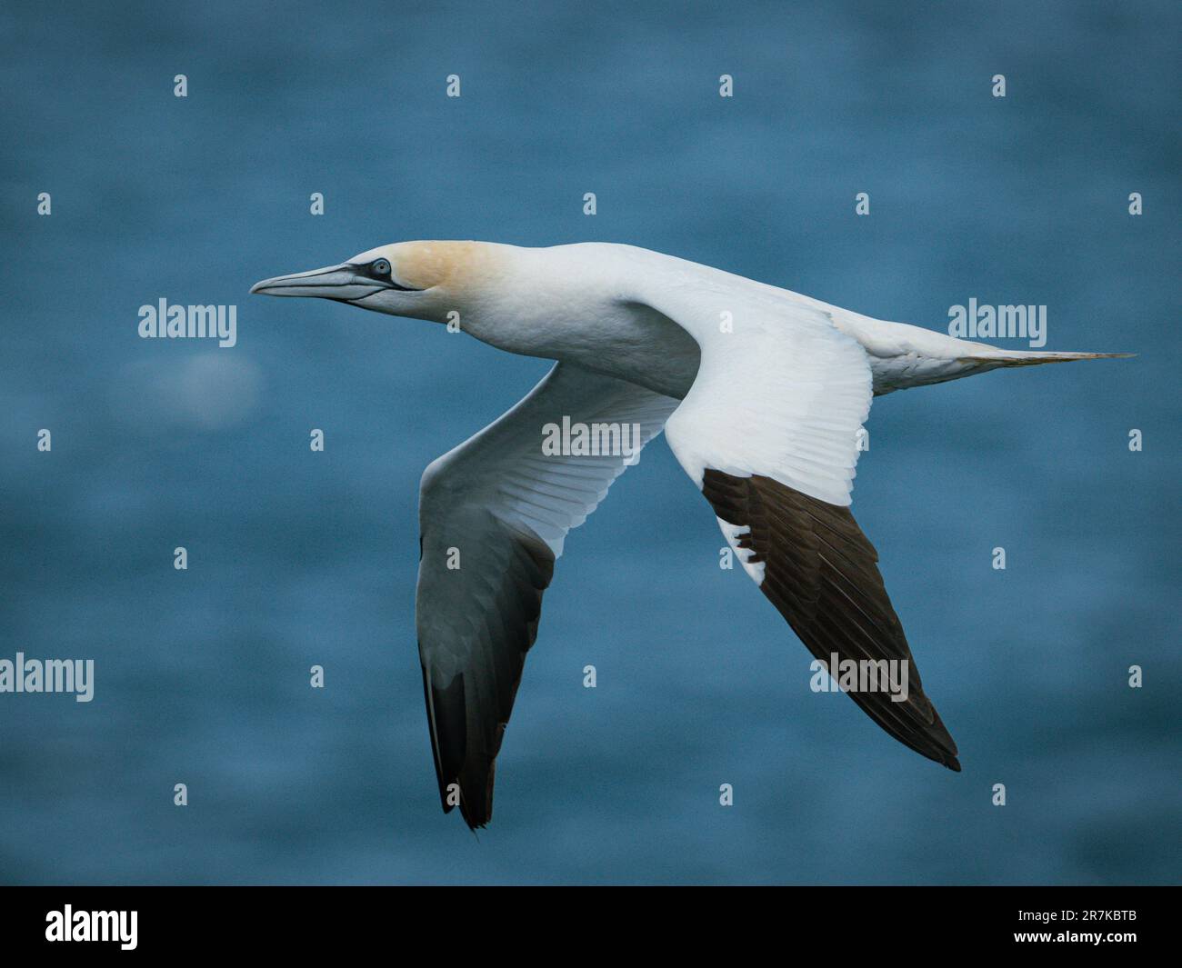 Northern Gannet Flying Across The Atlantic Stock Photo - Alamy