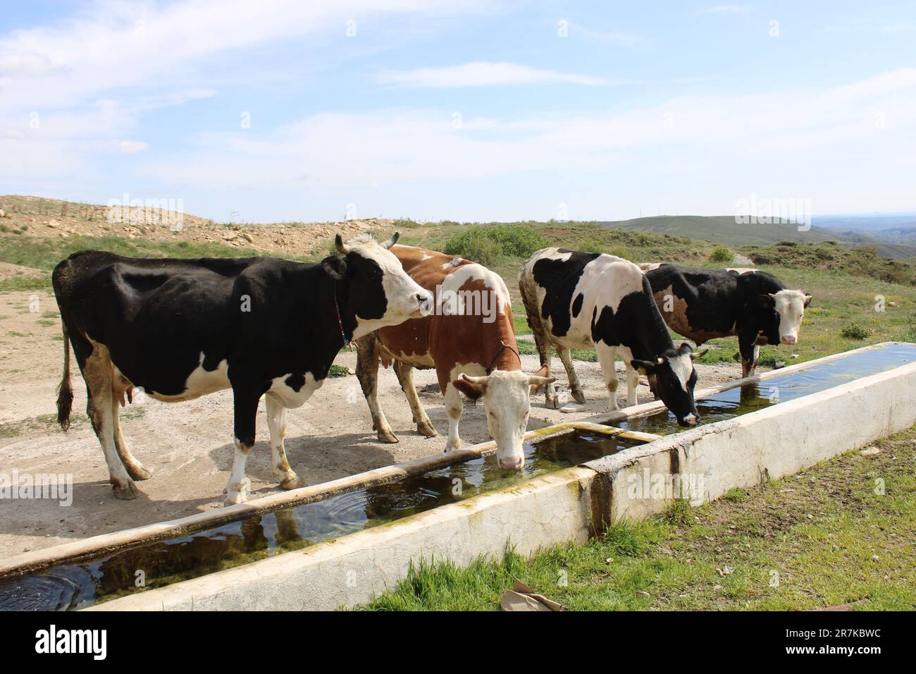 cows grazing and drinking water in nature Stock Photo - Alamy