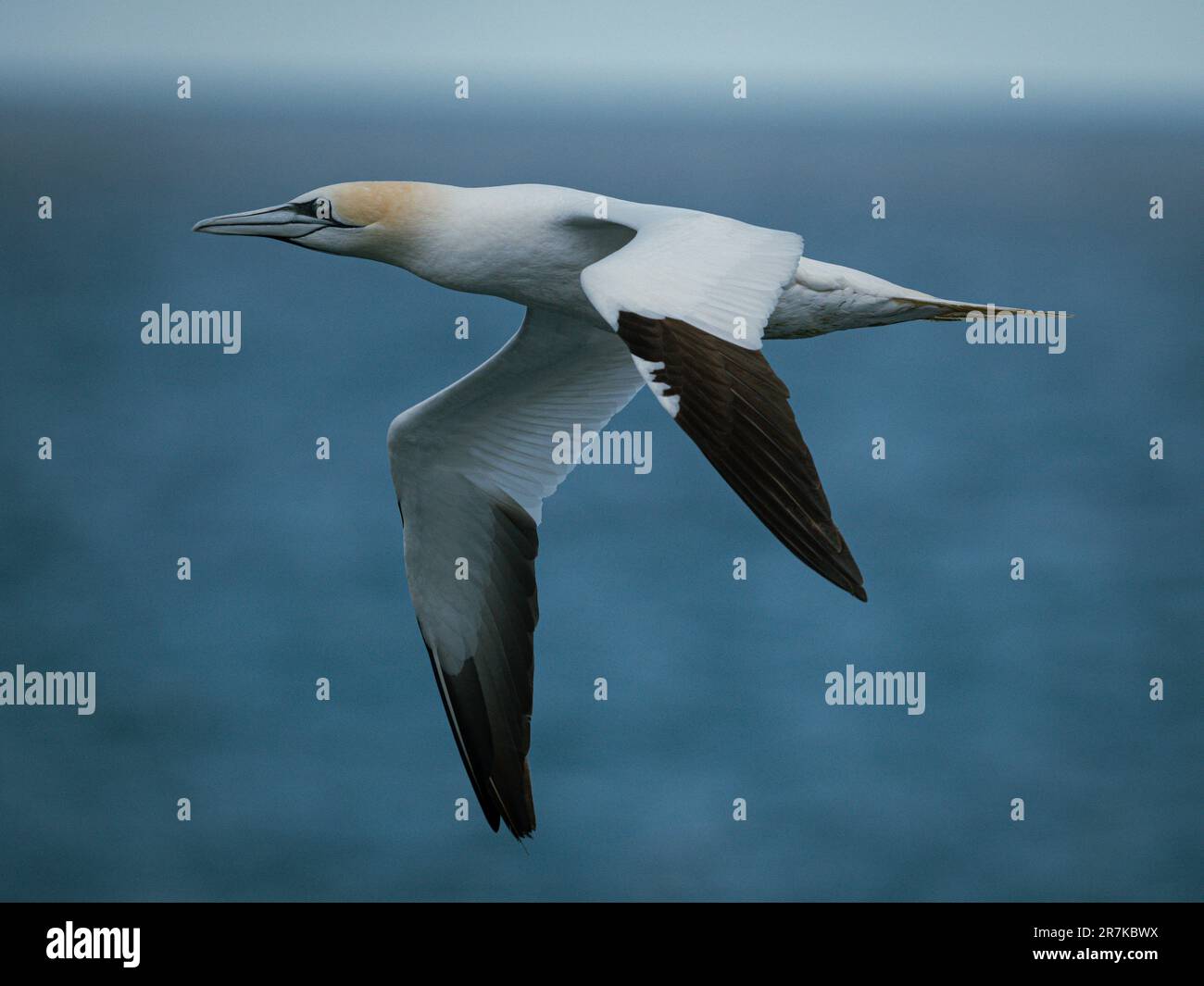Northern Gannet Flying Across The Atlantic Stock Photo - Alamy