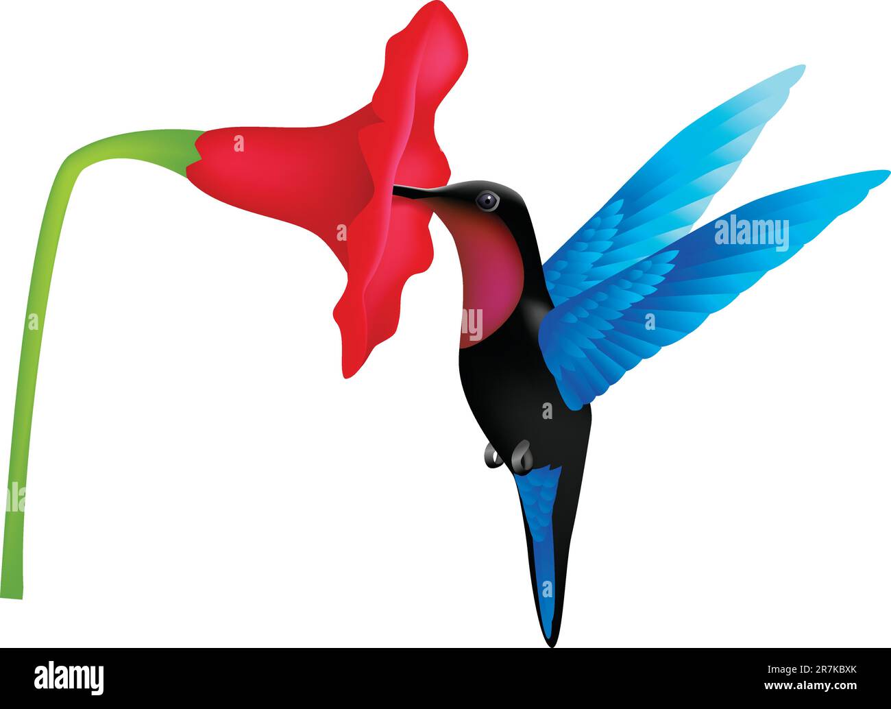 Hummingbird rain Stock Vector Images - Alamy