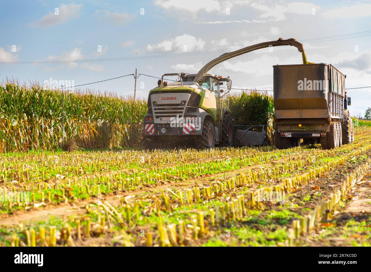 Header harvesting fodder corn mass, pouring into truck body Stock Photo ...