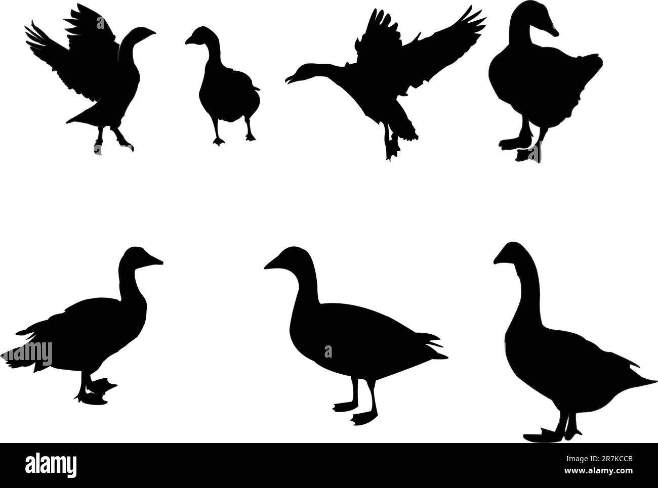 goose collection - vector Stock Vector Image & Art - Alamy