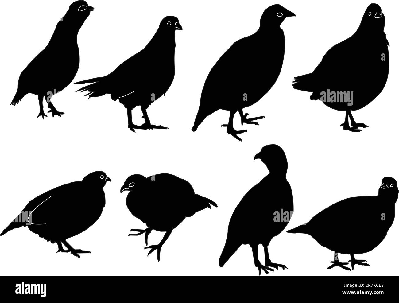 partridges collection - vector Stock Vector Image & Art - Alamy