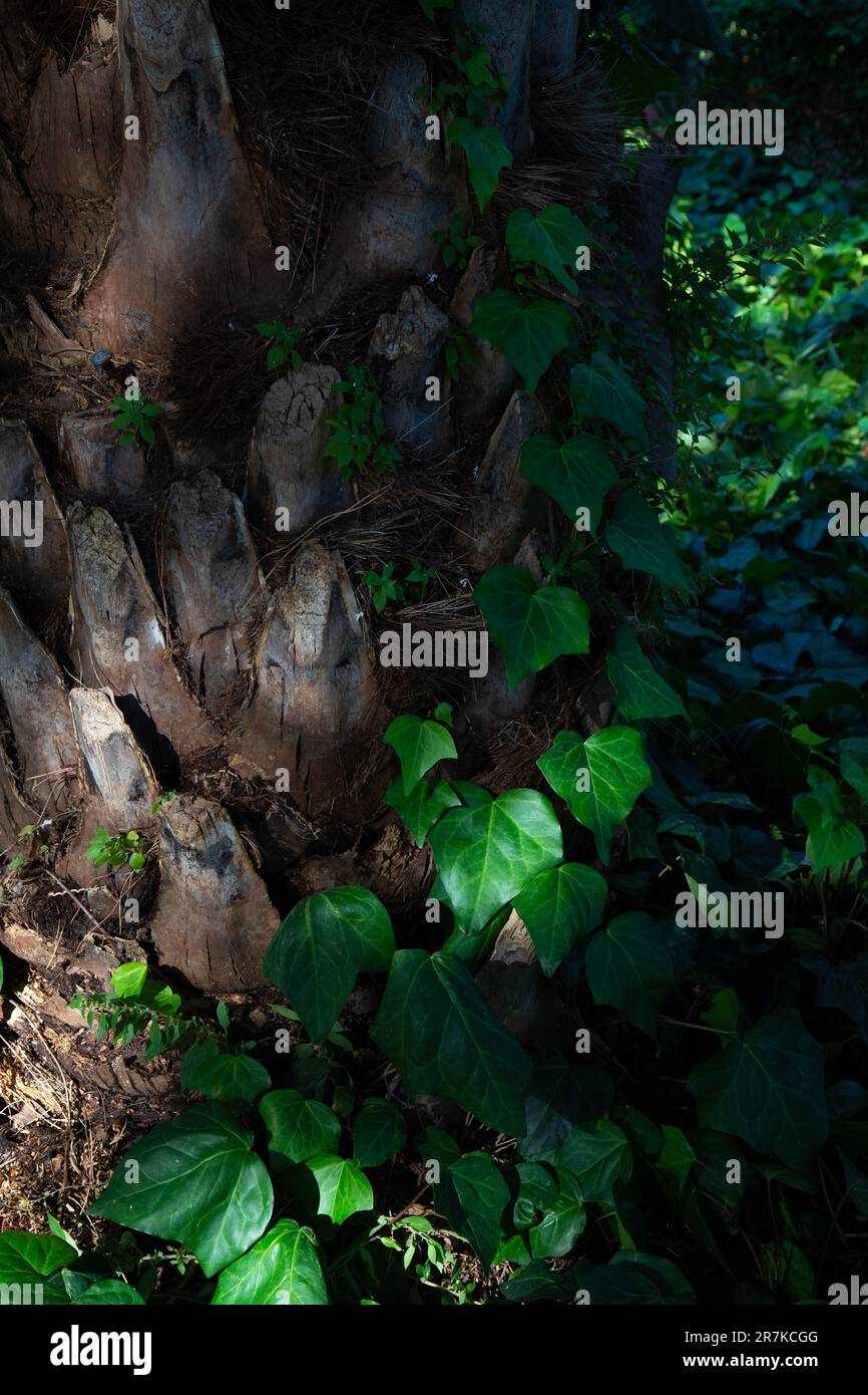 Climbing English ivy (hedera helix). Young evergreen English ivy ...