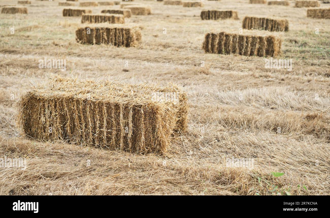 Pressed straw briquettes left over from the harvest lie on the field ...