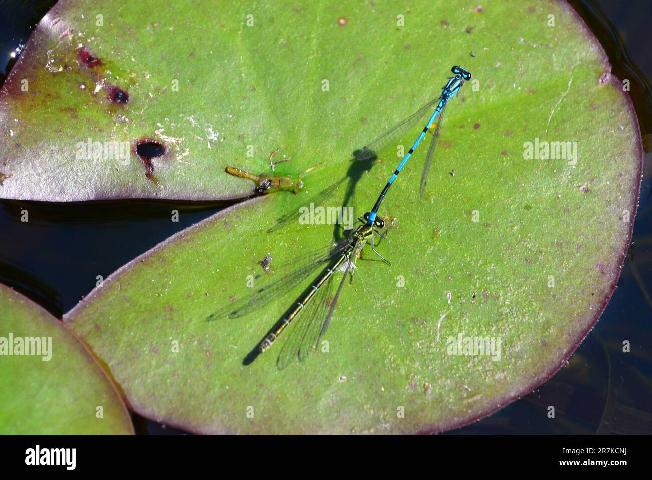 Common Blue Damselfly Stock Photo - Alamy