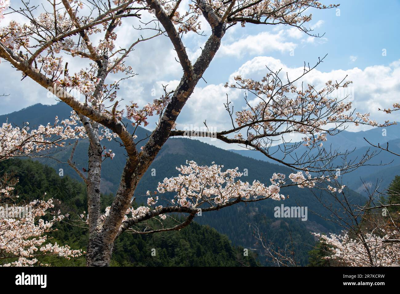 View through branches of Japanese Cherry trees with pink and white ...