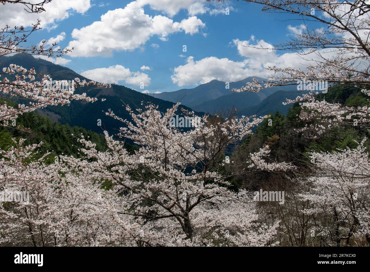 Downhill view of Japanese Cherry trees with pink and white cherry ...