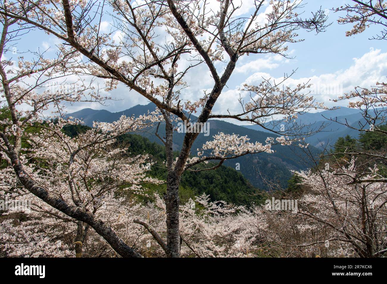 View through branches of Japanese Cherry trees with pink and white ...