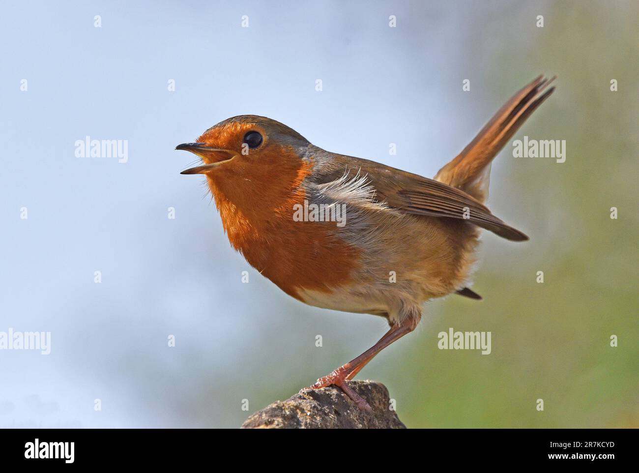 Robin (Scientific name Erithacus rubecula Stock Photo - Alamy