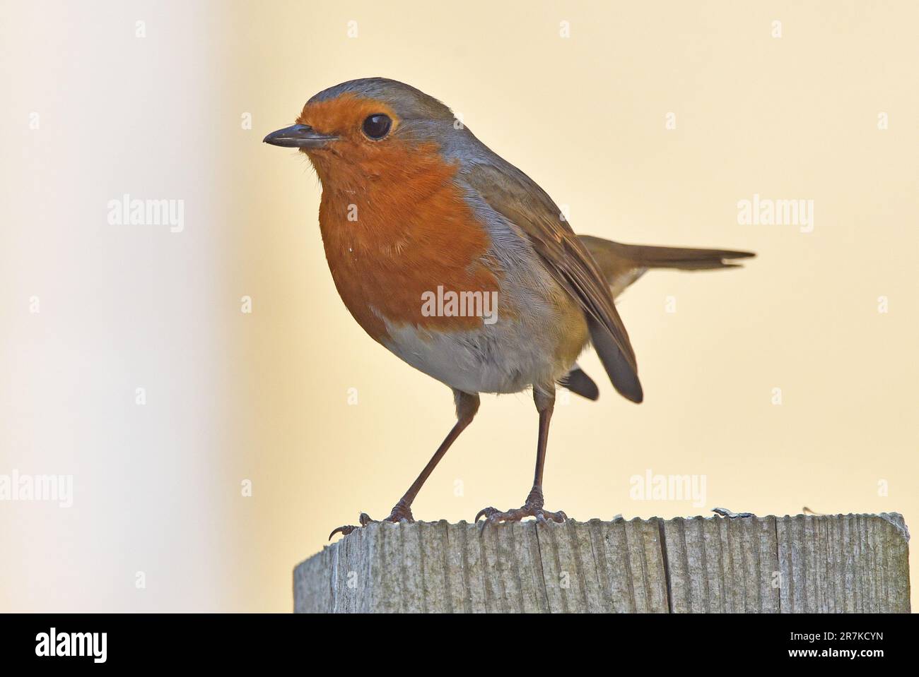 Robin (Scientific name Erithacus rubecula Stock Photo - Alamy