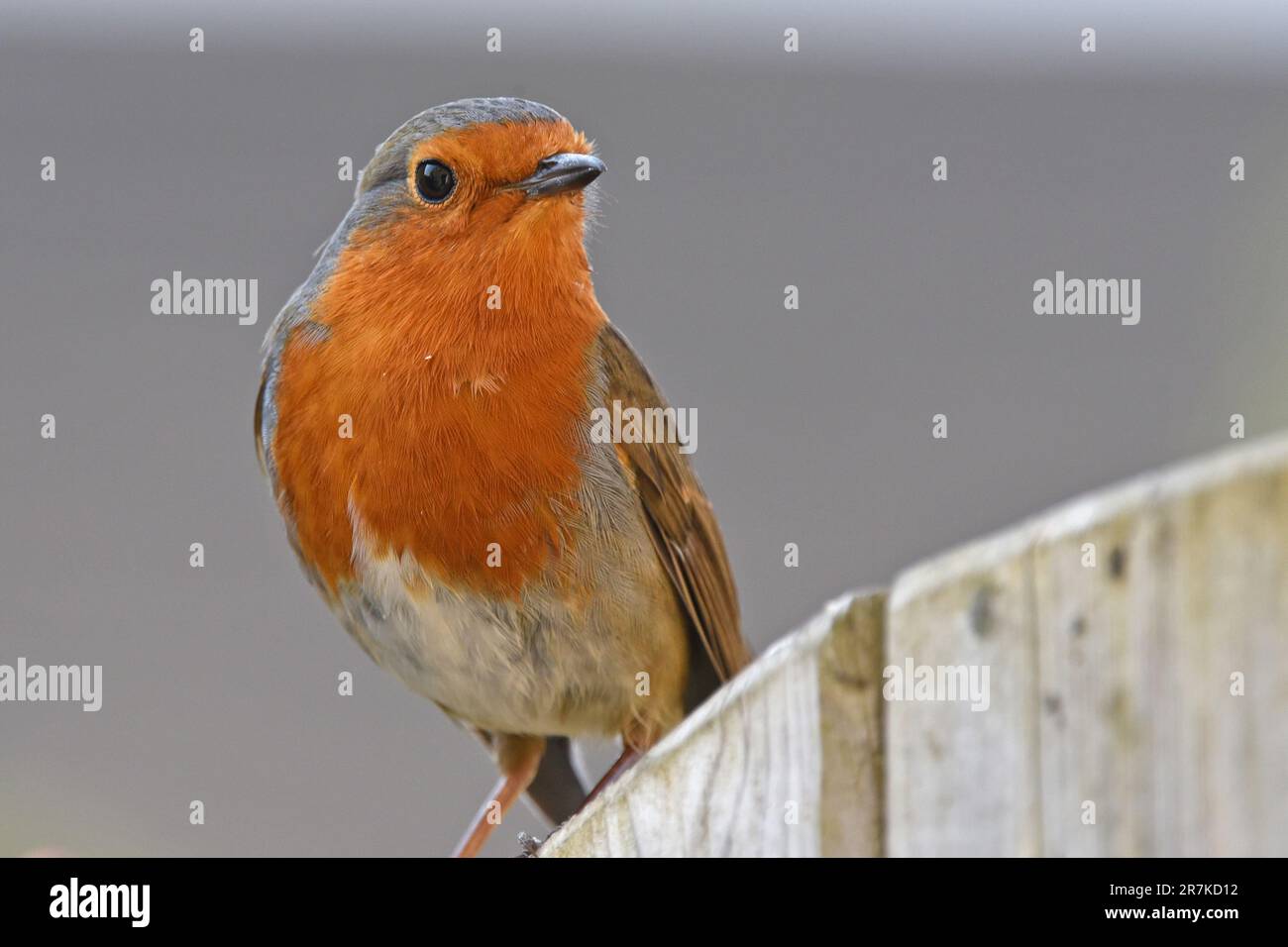 Robin (Scientific name Erithacus rubecula Stock Photo - Alamy