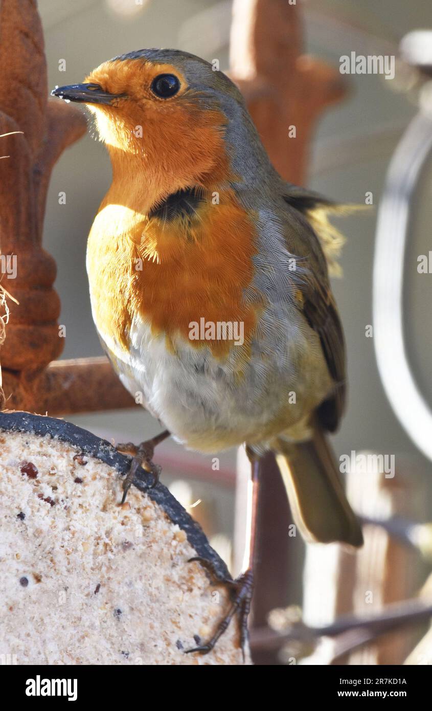 Robin (Scientific name Erithacus rubecula Stock Photo - Alamy