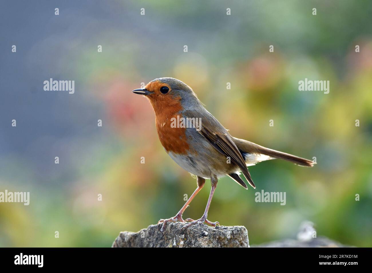 Robin (Scientific name Erithacus rubecula Stock Photo - Alamy