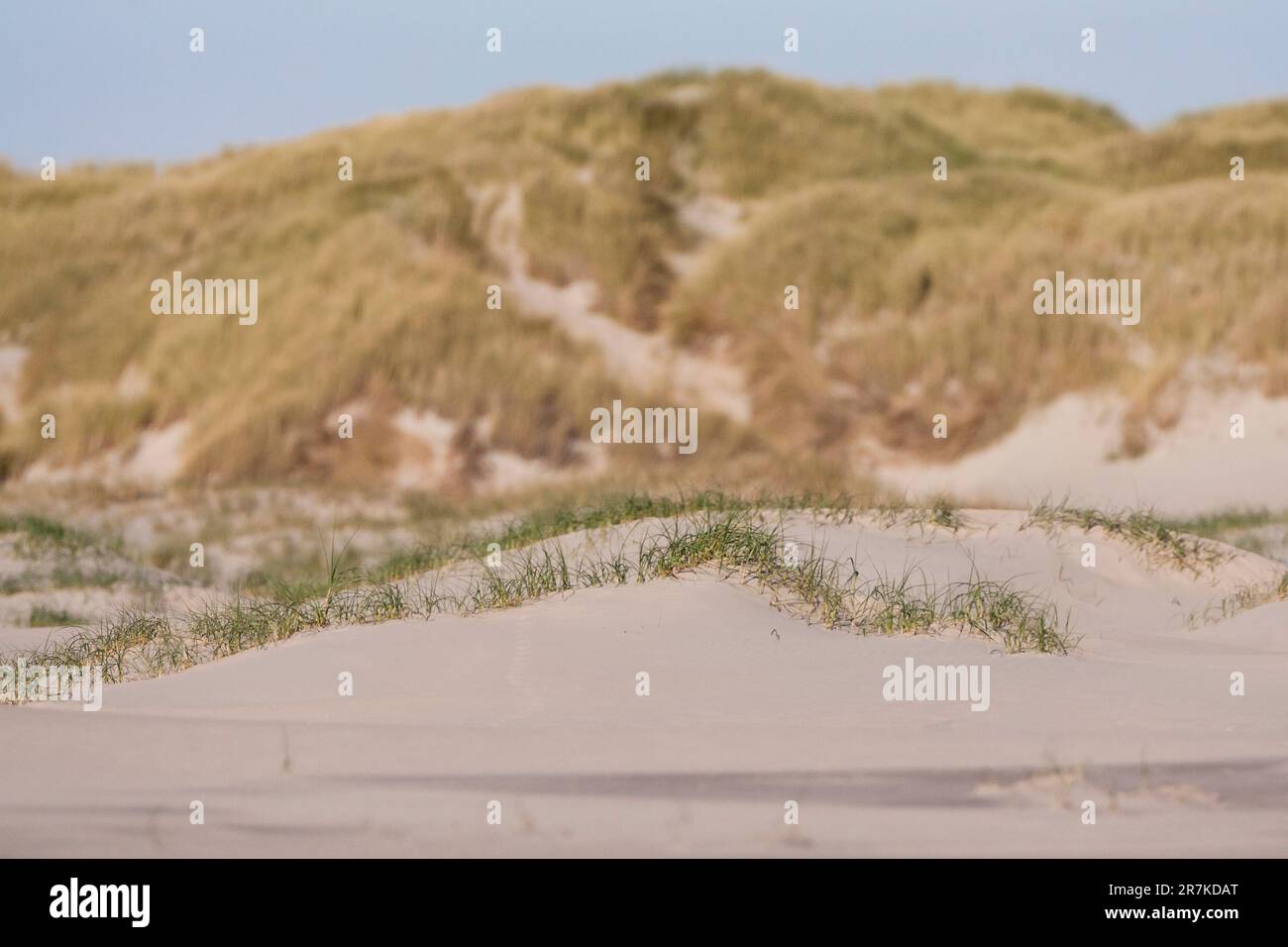 Helmgras groeiend op duintop; Marram Grass growing on sandhill Stock ...
