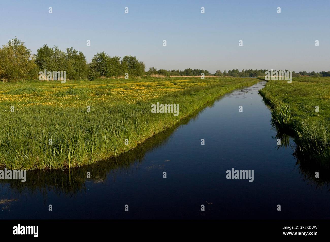 Sloot langs veld met bloeiende Boterbloemen; Ditch along field of ...