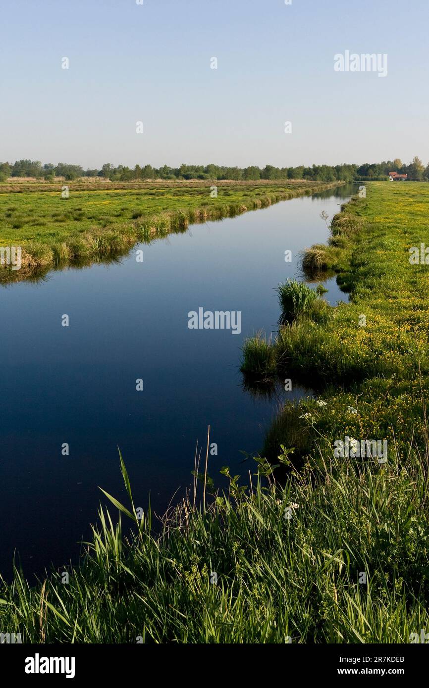 Sloot langs velden met bloeiende Boterbloemen; Ditch along fields of ...