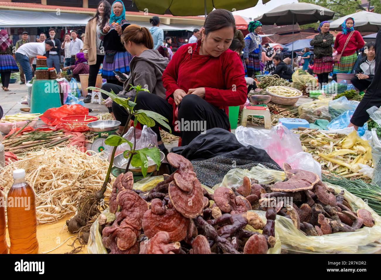 Bac Ha, Vietnam-April 2023; View a woman from Flower Hmong and Giay ...