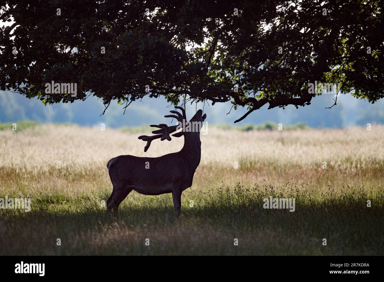 Silhouette of stag deer eating from tree in the morning sun at Bushy ...