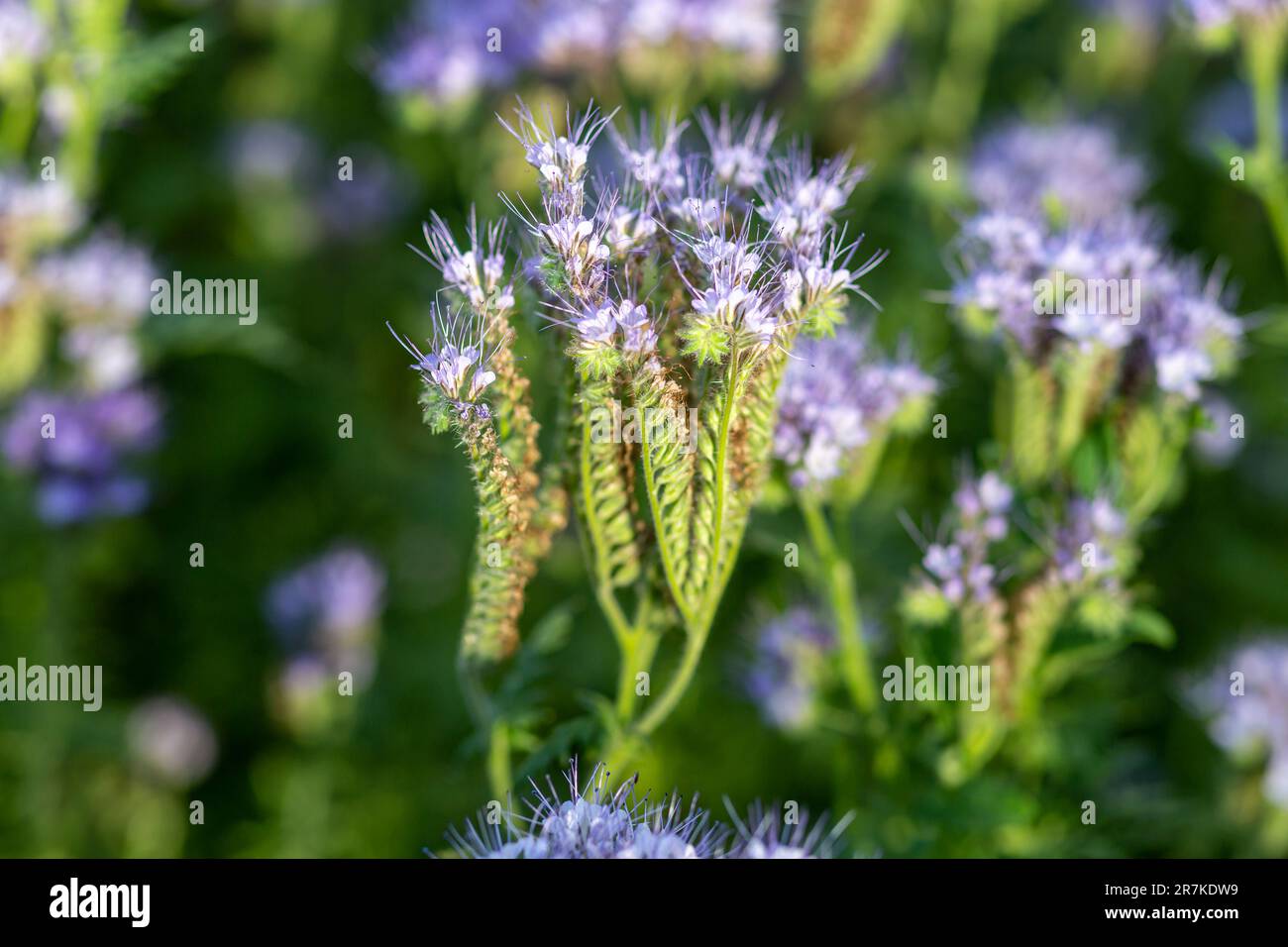 The field is blooming phacelia - a special honey plant for bees Stock ...