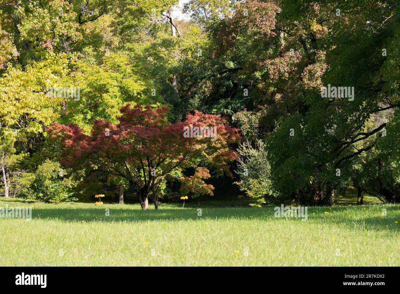 Beautiful park scene in public park with green grass field, green tree ...