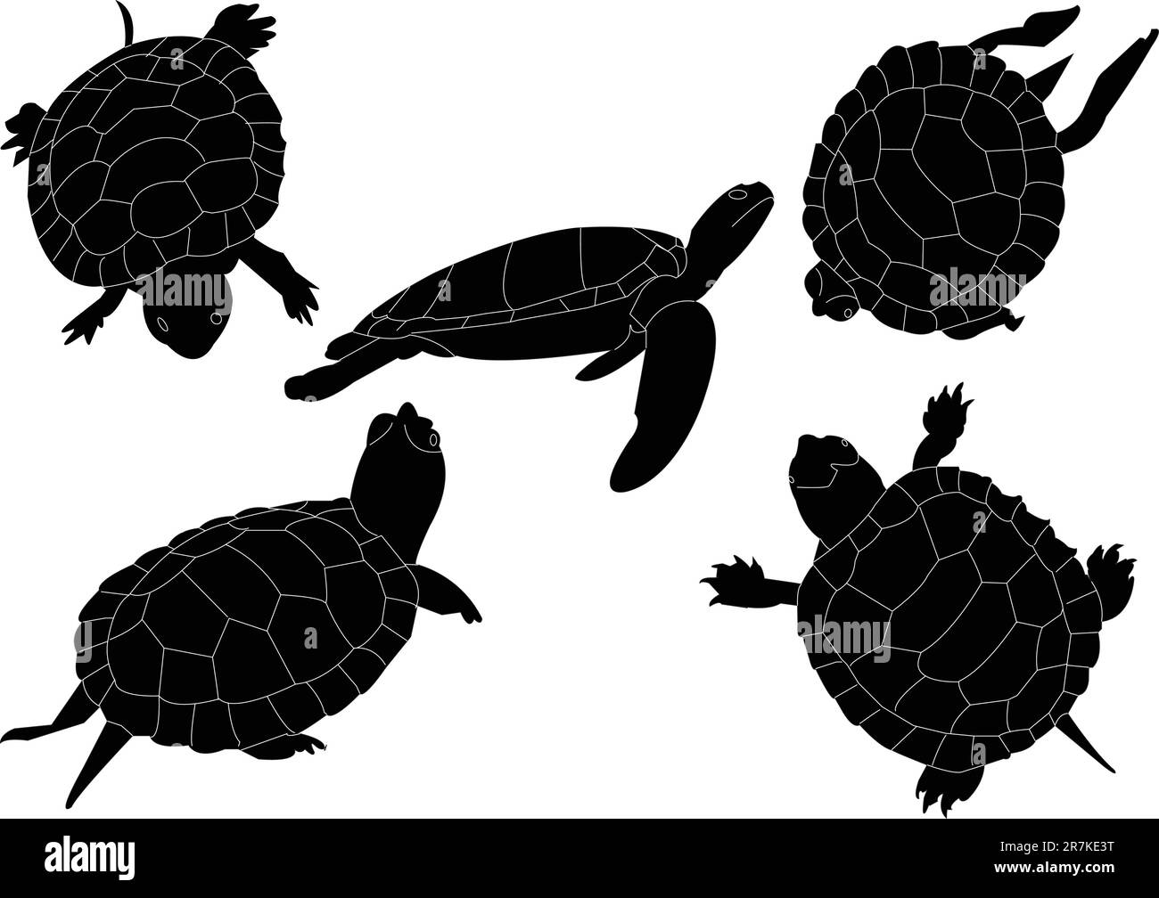 turtles collection - vector Stock Vector Image & Art - Alamy