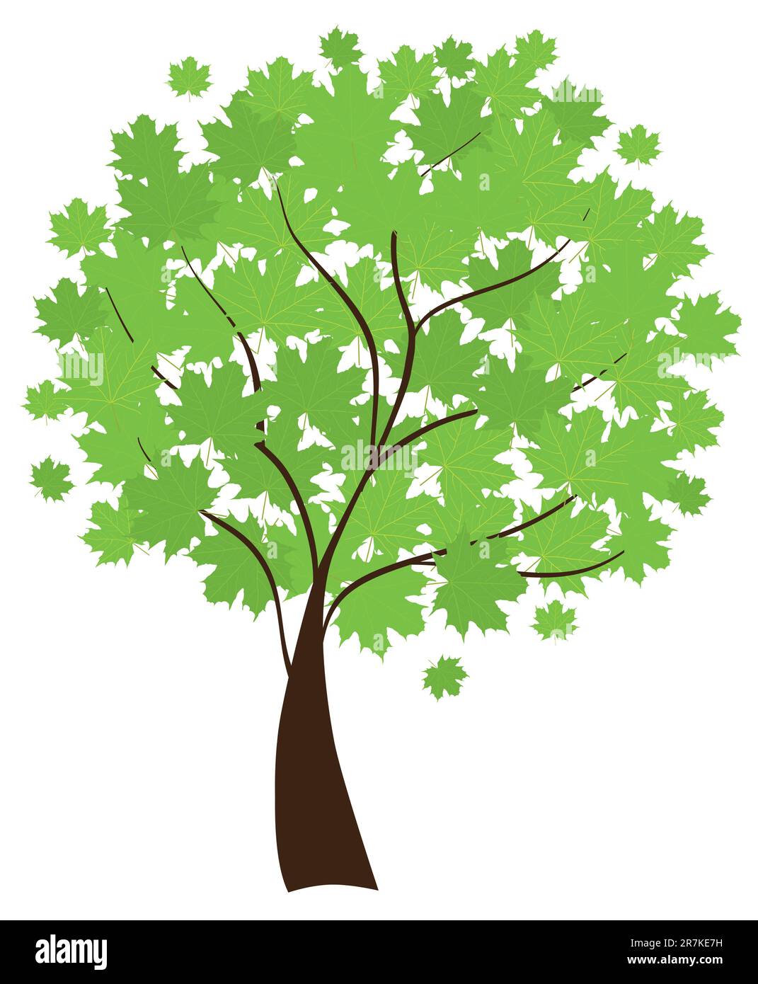 Vector illustration of a maple tree isolated on white background Stock ...