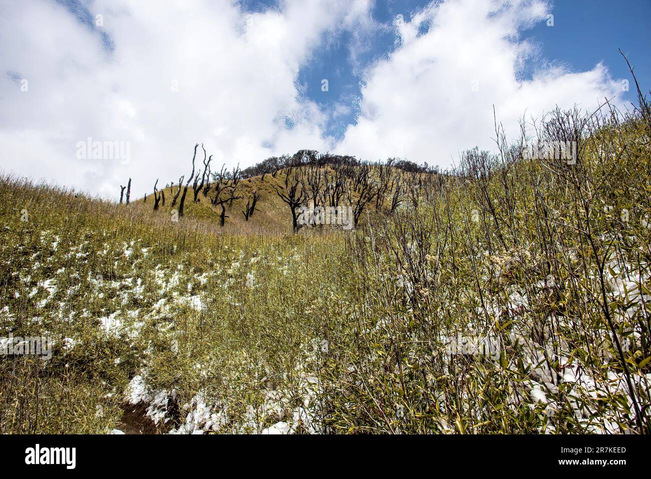 The Dzukou valley (without its famous flowers Stock Photo - Alamy