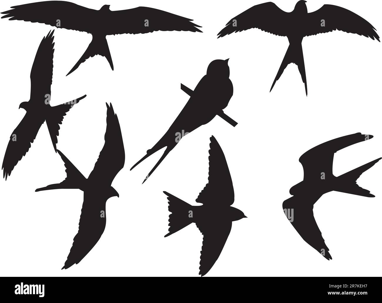Swallows bird silhouette Stock Vector Images - Alamy