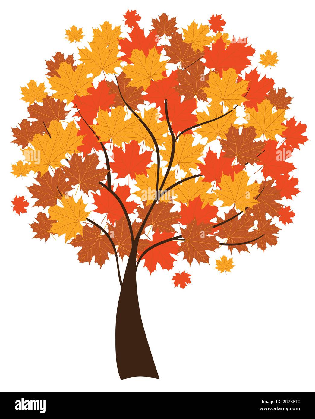 Vector illustration of a maple tree isolated on white background Stock ...