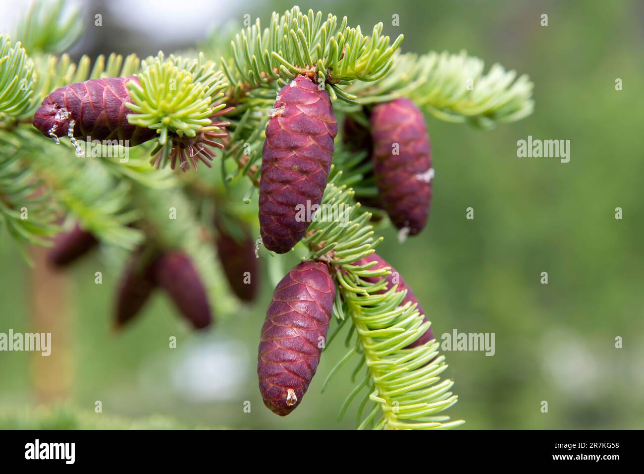 Red Spruce Cone