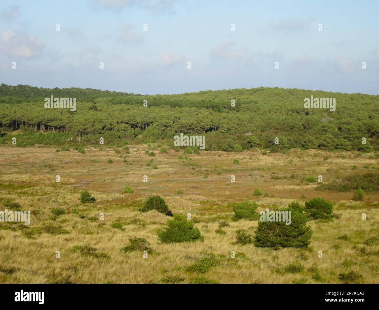 Uitzicht over duinen met naaldbomen; Overview of dunes with conifers ...