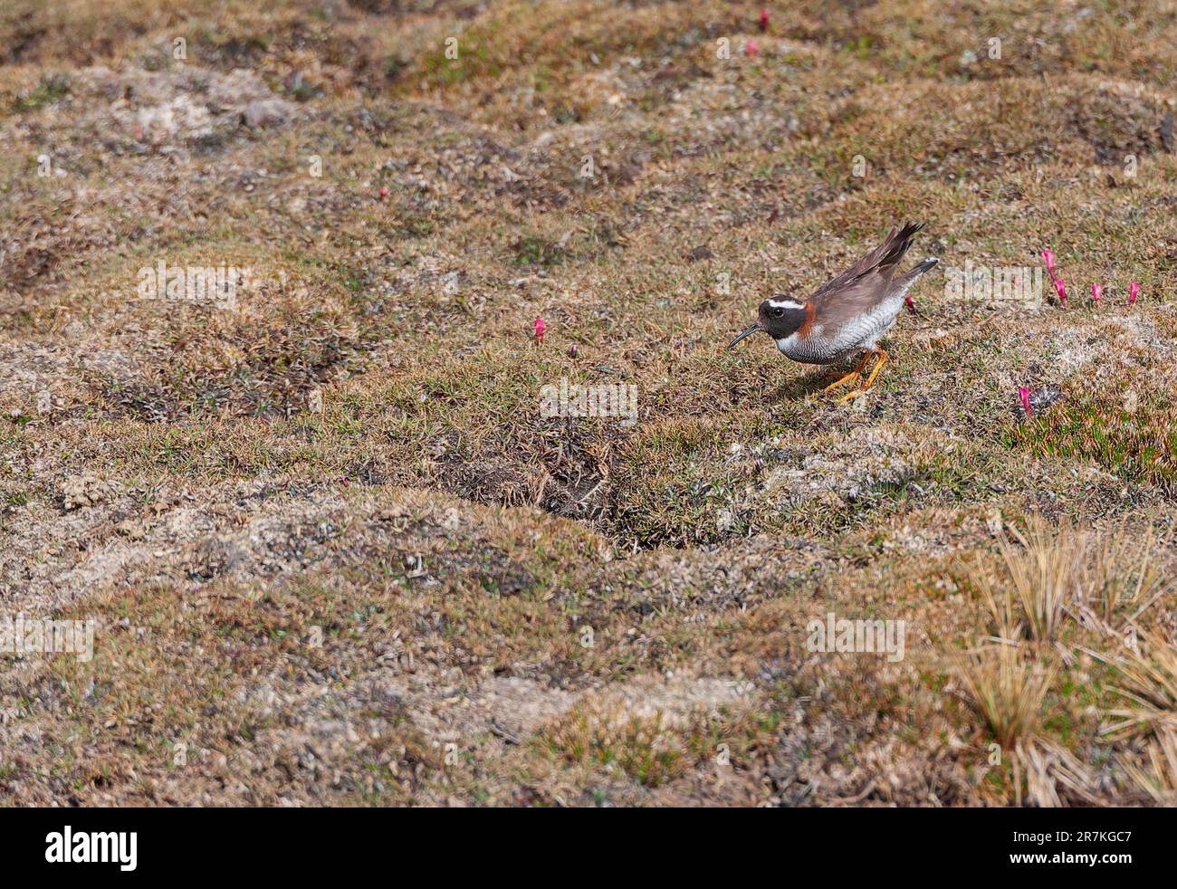 Adult Diademed sandpiper-plover (Phegornis mitchellii) in high Andes of ...