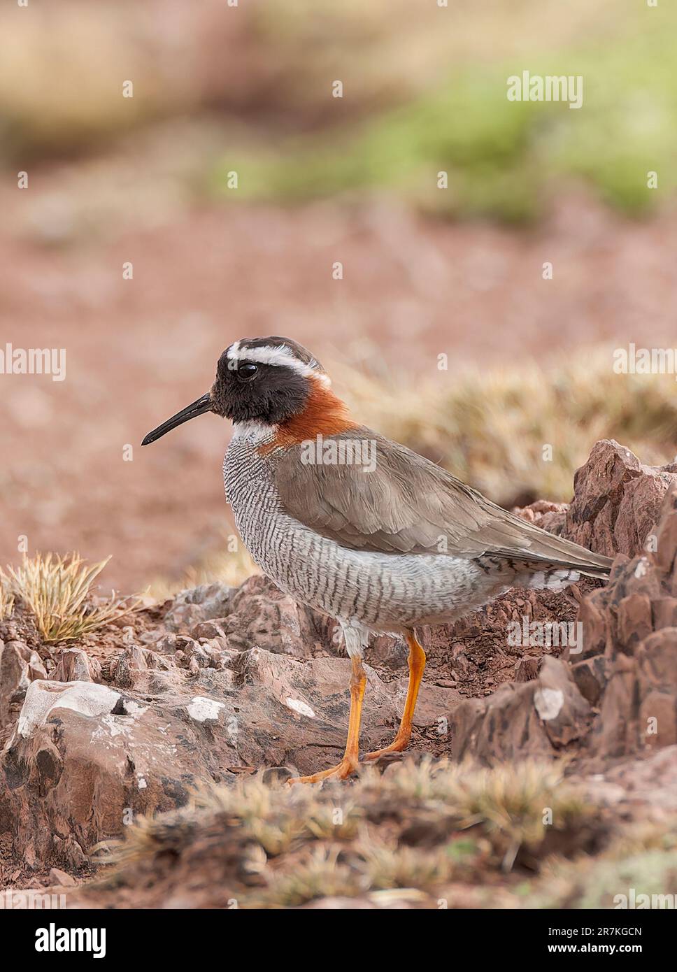 Adult Diademed sandpiper-plover (Phegornis mitchellii) in high Andes of ...