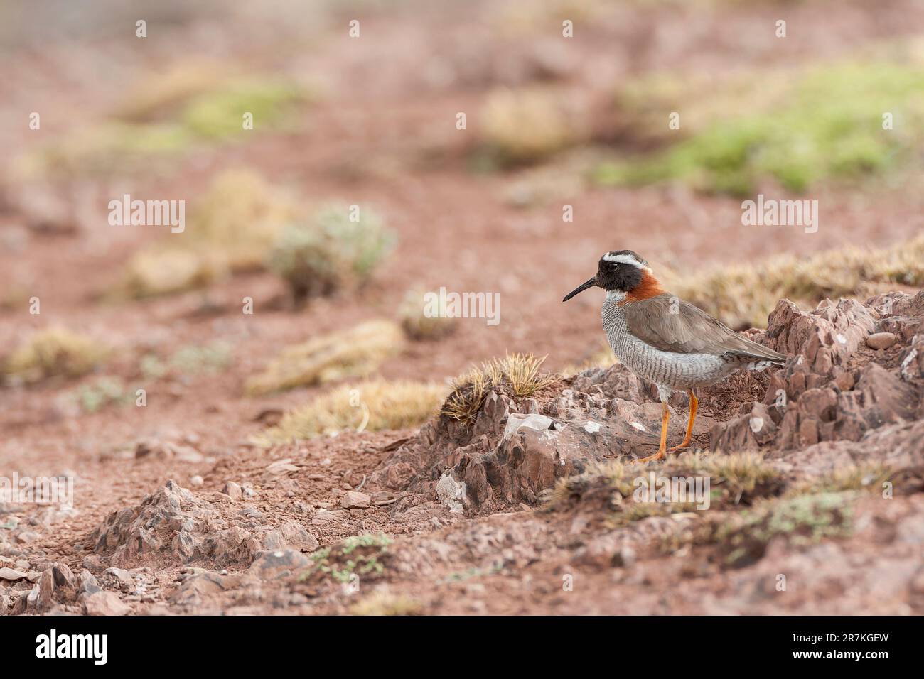 Adult Diademed sandpiper-plover (Phegornis mitchellii) in high Andes of ...