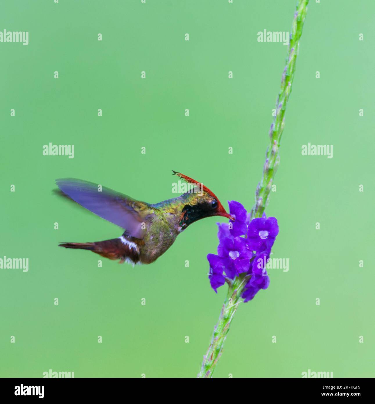 Rufous-crested Coquette () hovering in front of tropical flower in ...