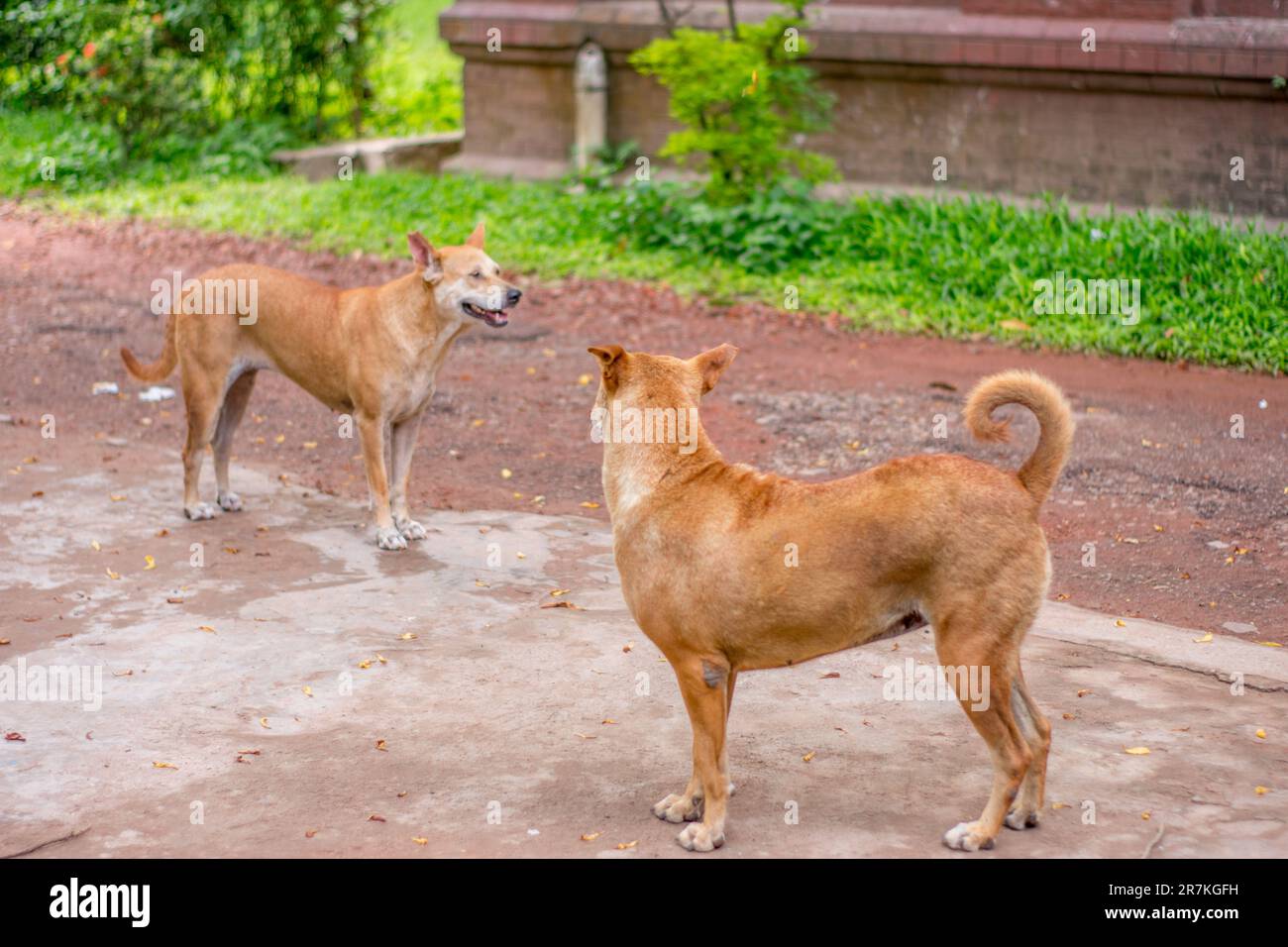 Street dogs having fun and laughing Stock Photo - Alamy