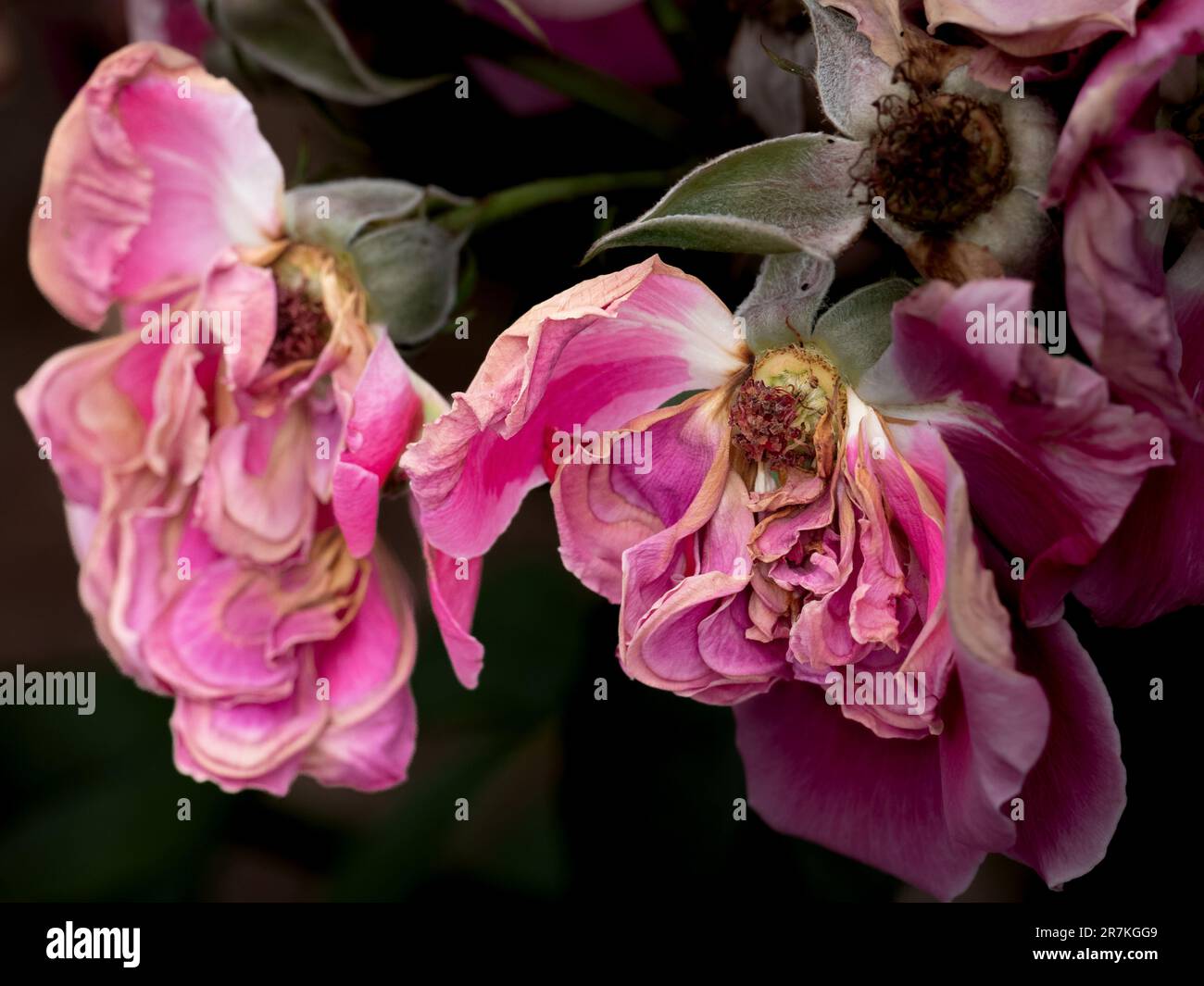 Two tone roses hi-res stock photography and images - Alamy