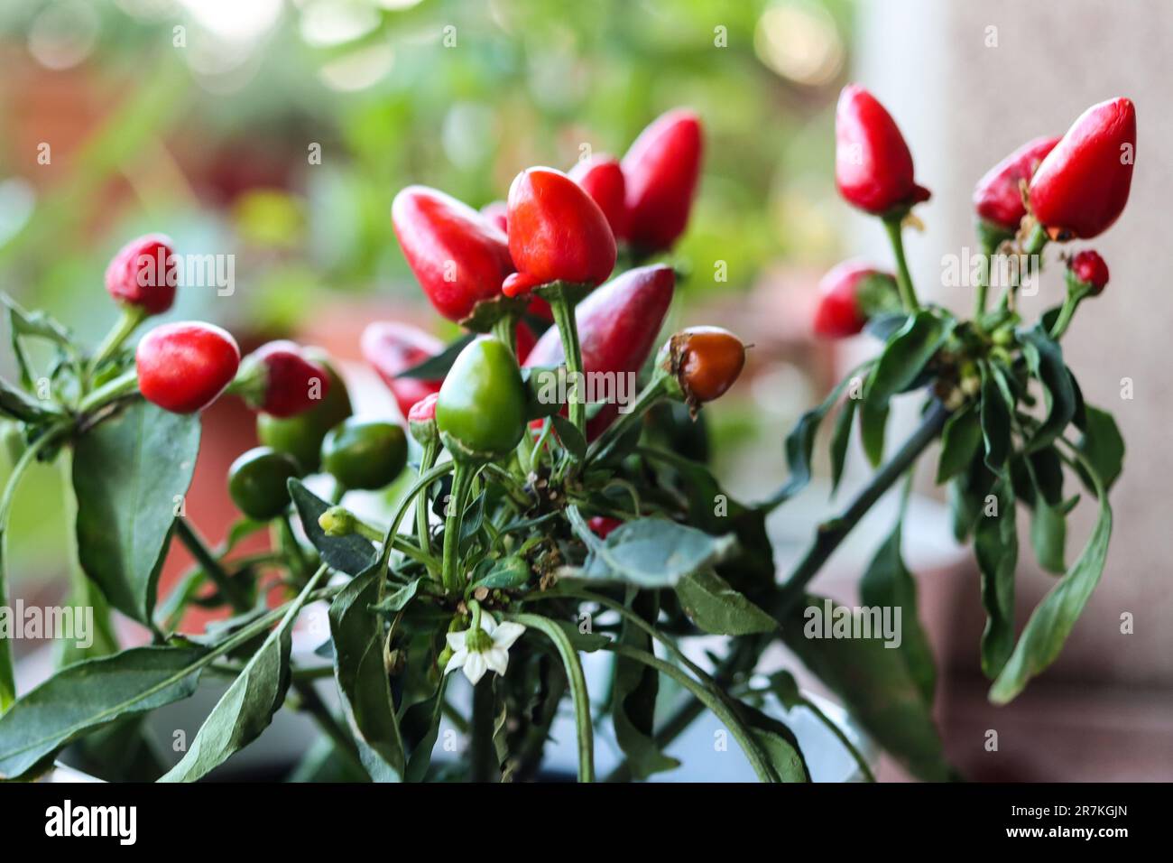 Red hot chilli peppers in a pot Stock Photo - Alamy