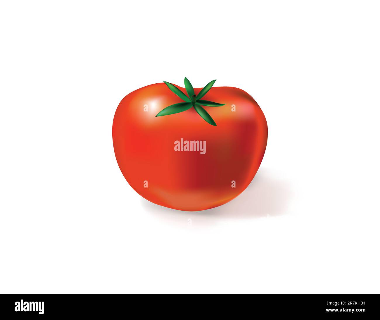 Beautiful raw tomato Stock Vector Images - Alamy