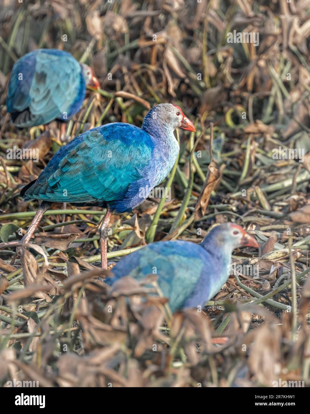 Three wild birds in a nature setting, one with a beak open and blue and ...