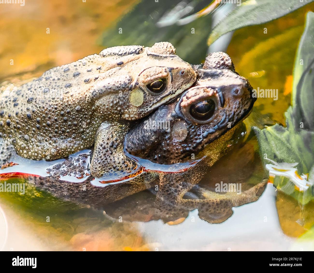 Two amphibians, toads, are perched in a shallow body of water in a pond ...