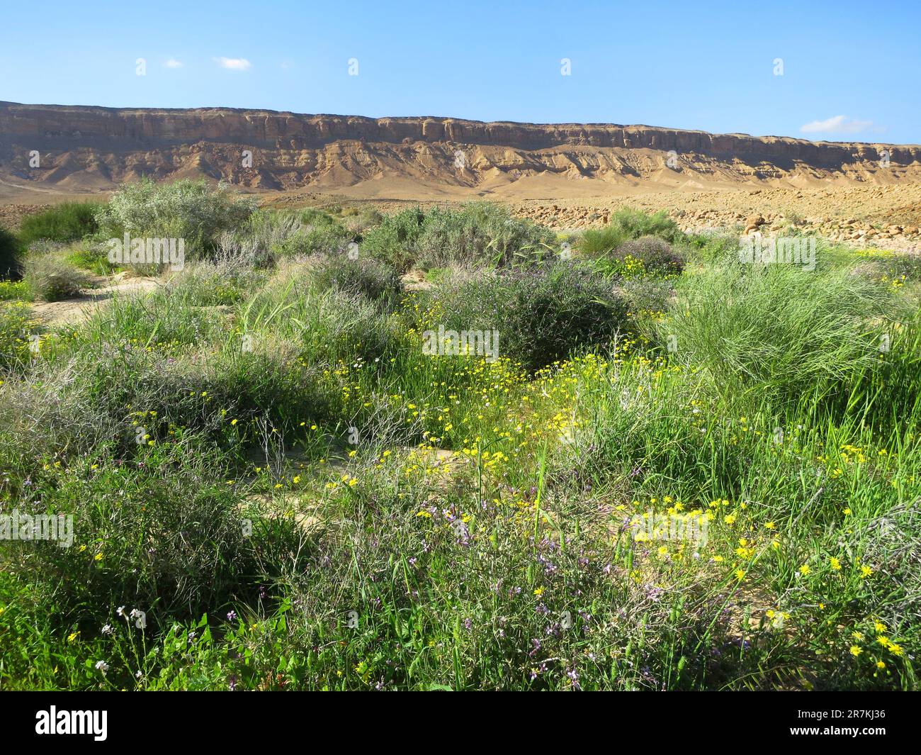 Negev desert in bloom hi-res stock photography and images - Alamy