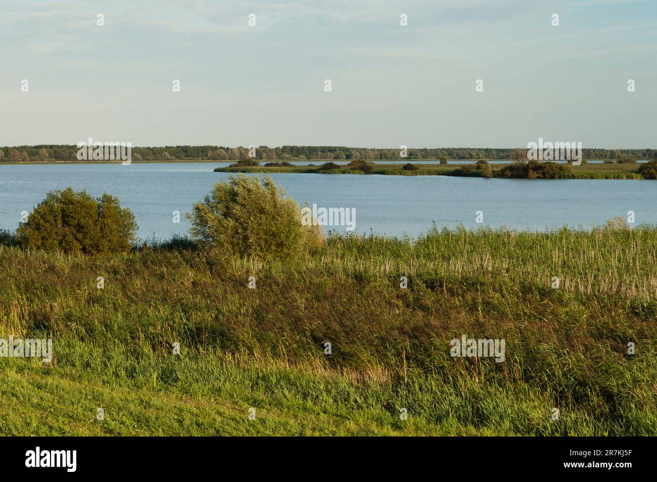 Rietvlaktes en waterplas in de Oostvaardersplassen; Reedbeds and lake ...