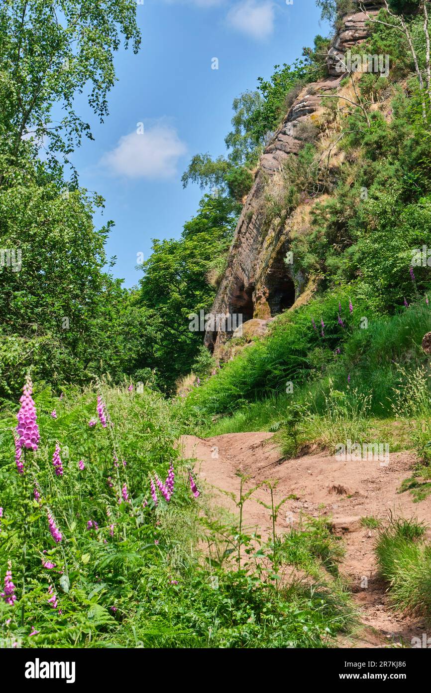 Digitalias hi-res stock photography and images - Alamy